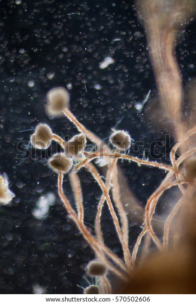 Phytoplankton Under Microscope Stock Photo 570502606 | Shutterstock