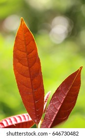 Picara Stock Photo 646730482 | Shutterstock