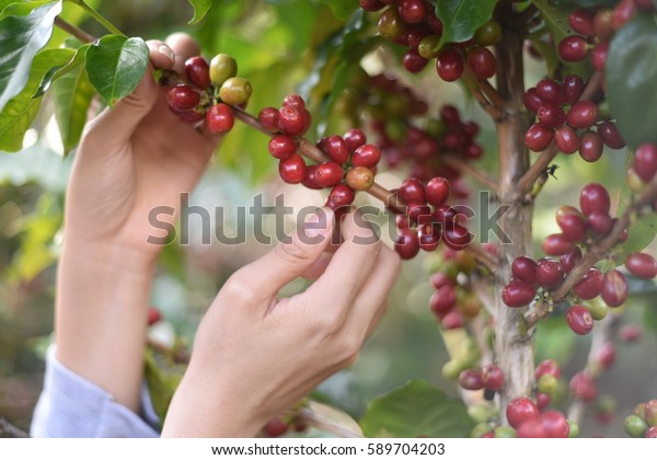 Picking Coffee Cherry Stock Photo 589704203 | Shutterstock