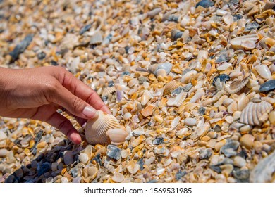 780 Picking seashell Images, Stock Photos & Vectors | Shutterstock