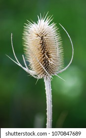 Pickly Sharp Weed Stock Photo 1070847689 | Shutterstock