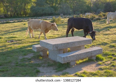 Picnic Table Cows Spring Stock Photo 1388127284 | Shutterstock
