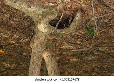 163 Upside down tree roots Images, Stock Photos & Vectors | Shutterstock