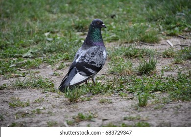194 Pidgin bird Images, Stock Photos & Vectors | Shutterstock