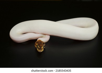3,581 Holding python Images, Stock Photos & Vectors | Shutterstock