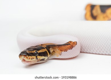 37 imágenes de Pied spider royal python - Imágenes, fotos y vectores de ...