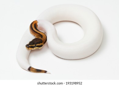 37 imágenes de Pied spider royal python - Imágenes, fotos y vectores de ...