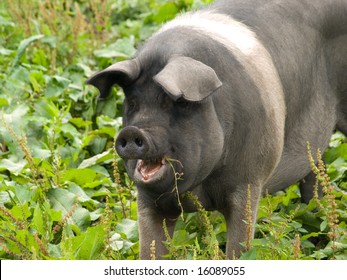 567 Pig mouth open Images, Stock Photos & Vectors | Shutterstock