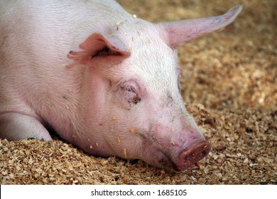 173 Stray pig Images, Stock Photos & Vectors | Shutterstock