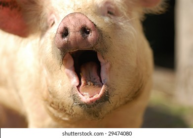 3,633 Sick pig Images, Stock Photos & Vectors | Shutterstock