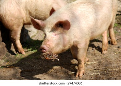 1,317 Mexican Pig Images, Stock Photos & Vectors | Shutterstock