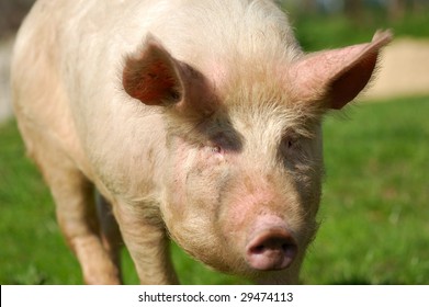 1,317 Mexican Pig Images, Stock Photos & Vectors | Shutterstock