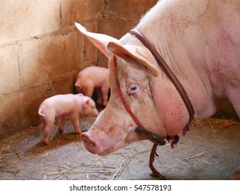 2 Breeder pig thai Images, Stock Photos & Vectors | Shutterstock