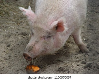 Pig Eats Apple Stock Photo 1100570057 | Shutterstock