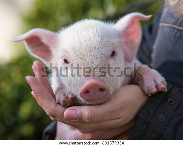 Pig Hand Stock Photo 631579334 | Shutterstock