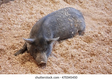 Pig Lying Down Stock Photo 470345450 | Shutterstock