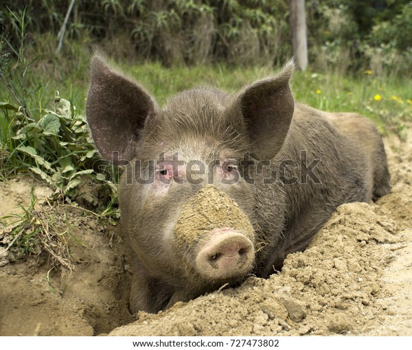 Pig Lying Down Face Full Soil Stock Photo 727473802 | Shutterstock