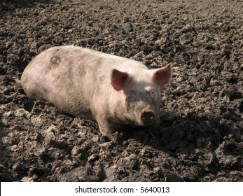 218 Pigs dung Images, Stock Photos & Vectors | Shutterstock