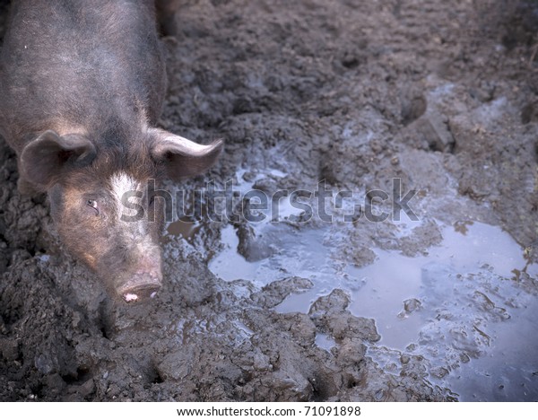 Pig Mud Stock Photo (Edit Now) 71091898