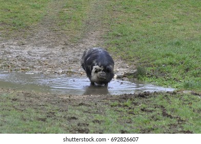 Pig Puddle Stock Photo 692826607 | Shutterstock