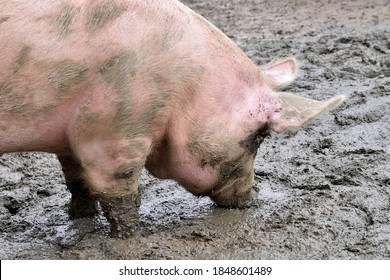 498 Pigs Muck Images, Stock Photos & Vectors | Shutterstock