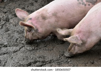 498 Pigs Muck Images, Stock Photos & Vectors | Shutterstock