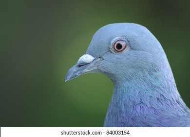 5,530 Pigeon face Stock Photos, Images & Photography | Shutterstock