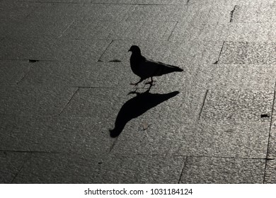 Pigeon Shadow Stock Photo 1031184124 | Shutterstock
