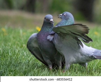 819 Dancing pigeons Images, Stock Photos & Vectors | Shutterstock
