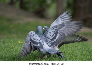 819 Dancing pigeons Images, Stock Photos & Vectors | Shutterstock
