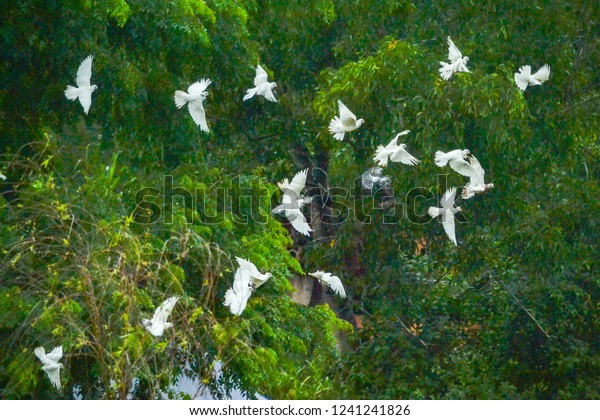 Pigeons Fly Between Trees Stock Photo 1241241826 | Shutterstock