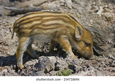 Small Striped Pig On Ground Stock Photo 117854569 | Shutterstock