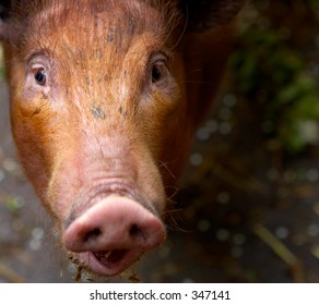 118 Piglet With Mouth Open Images, Stock Photos & Vectors | Shutterstock