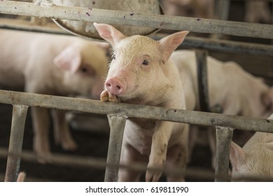 314 Pig climbing Stock Photos, Images & Photography | Shutterstock