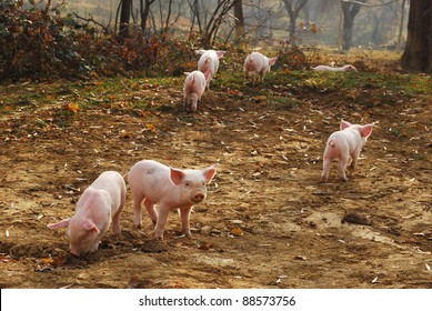 2,080 Running Piglets Images, Stock Photos & Vectors | Shutterstock