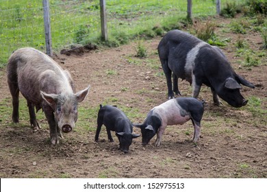 Pigs Stock Photo 152975513 | Shutterstock