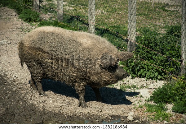 Pigs After Lying Mud Hogs After Stock Photo (Edit Now) 1382186984