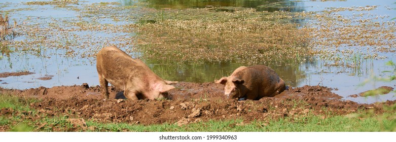 562 Pig mud bath Images, Stock Photos & Vectors | Shutterstock