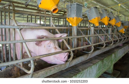 Pig Sty Stock Images, Royalty-Free Images & Vectors | Shutterstock