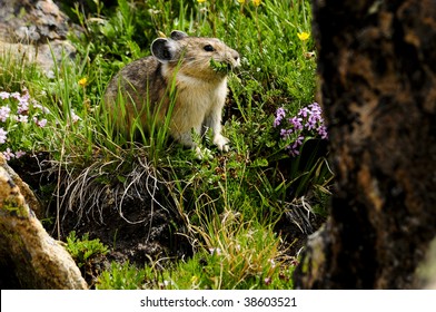 116 Pika Eating Images, Stock Photos & Vectors | Shutterstock