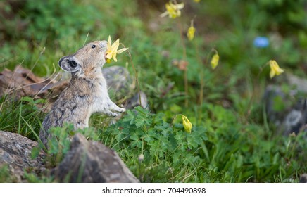 116 Pika Eating Images, Stock Photos & Vectors | Shutterstock