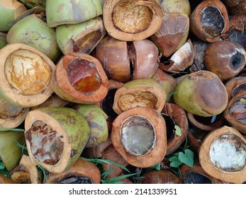 6,847 Split shell Images, Stock Photos & Vectors | Shutterstock