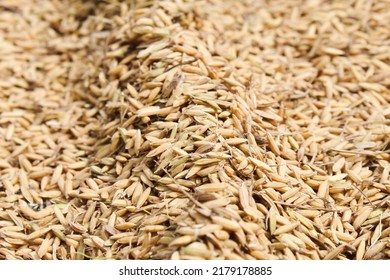 1,495 Rice cultivation process Images, Stock Photos & Vectors ...