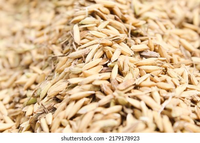 1,495 Rice cultivation process Images, Stock Photos & Vectors ...