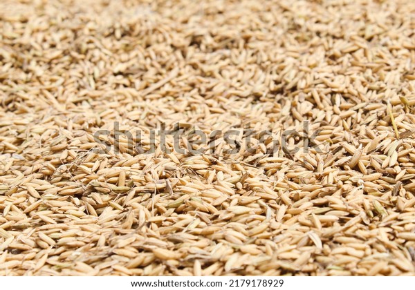 Pile Rice Drying Process Stock Photo 2179178929 | Shutterstock