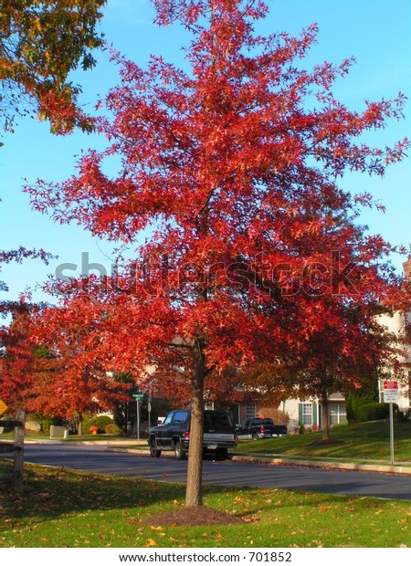 Pin Oak Tree Red Fall Foliage Stock Photo (Edit Now) 701852