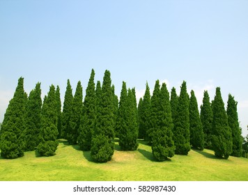 Pine Stock Photo 582987430 | Shutterstock