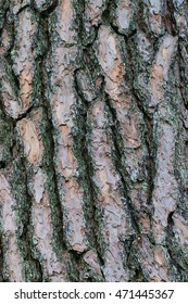 46,139 Pine bark colors Images, Stock Photos & Vectors | Shutterstock