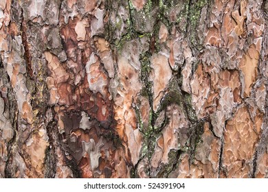 46,139 Pine bark colors Images, Stock Photos & Vectors | Shutterstock