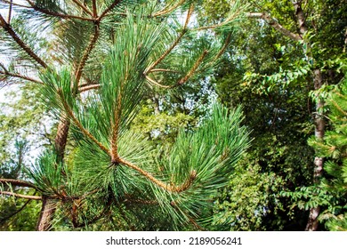 20,570 Forest Brunch Images, Stock Photos & Vectors | Shutterstock